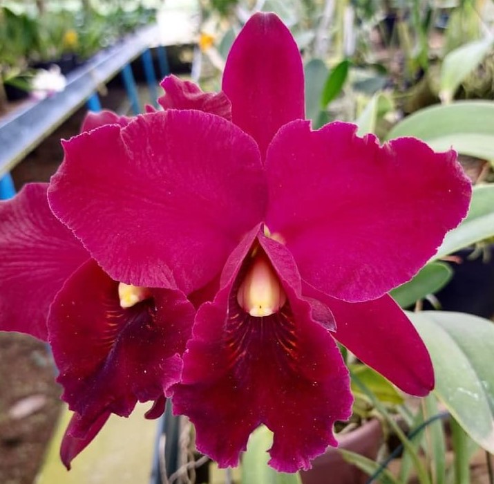 Blc. Chia Lin 'New City (muda) - Emporium das Orquídeas 262