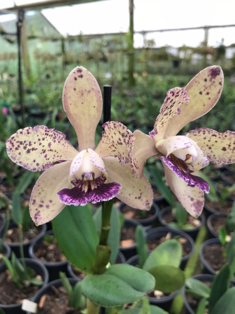 Orquídeas - Emporium das Orquídeas 262